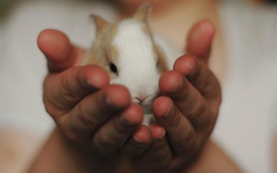 Best Animal Party Hire | Mobile Petting Zoo For Kids Events!
